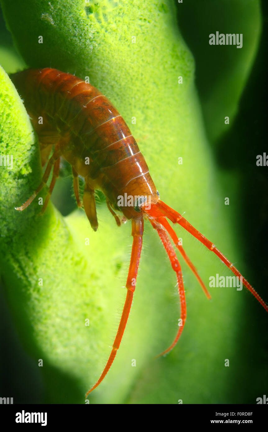 Gammarid amphipod hi-res stock photography and images - Alamy