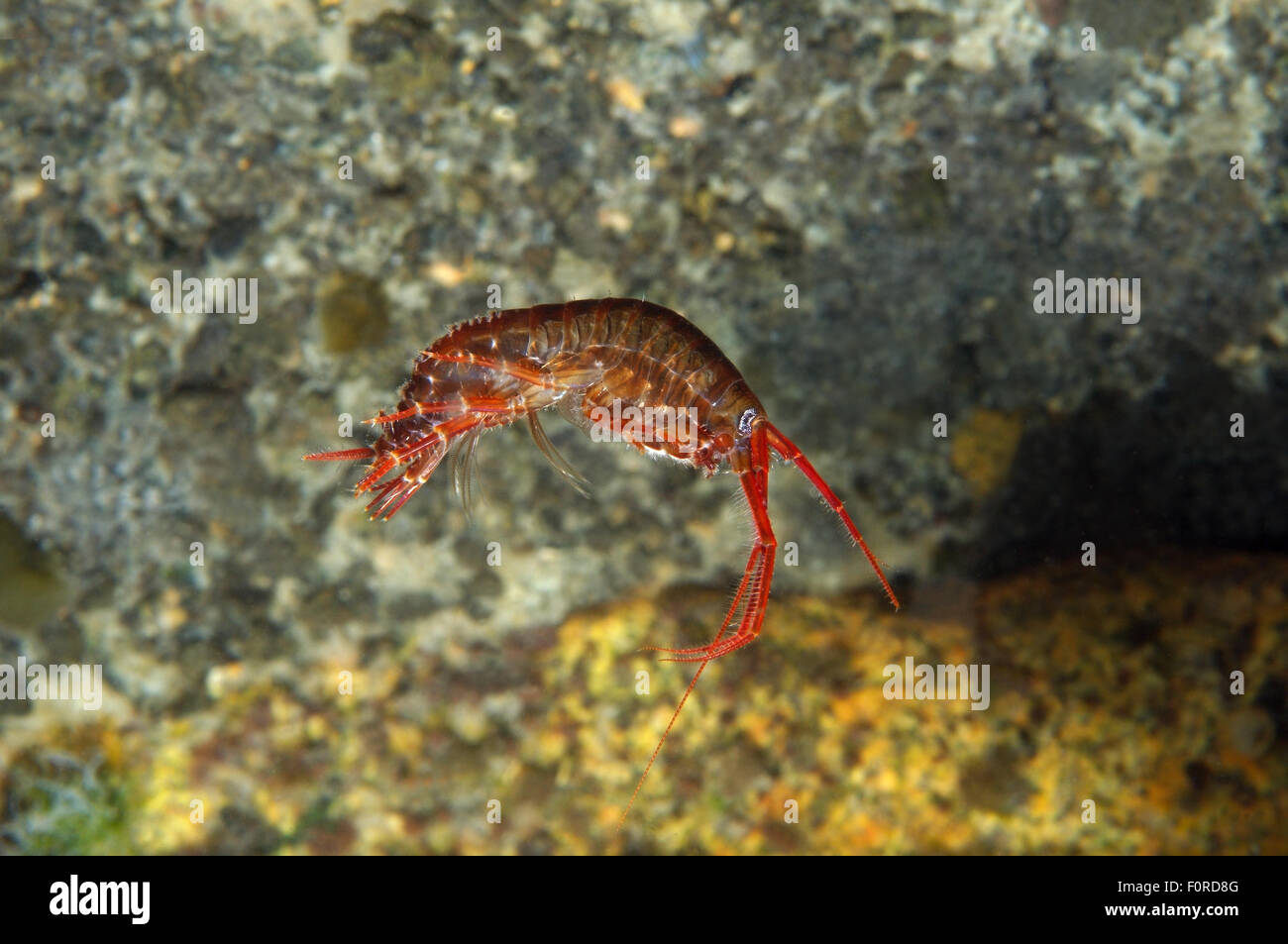 Gammarid hi-res stock photography and images - Alamy