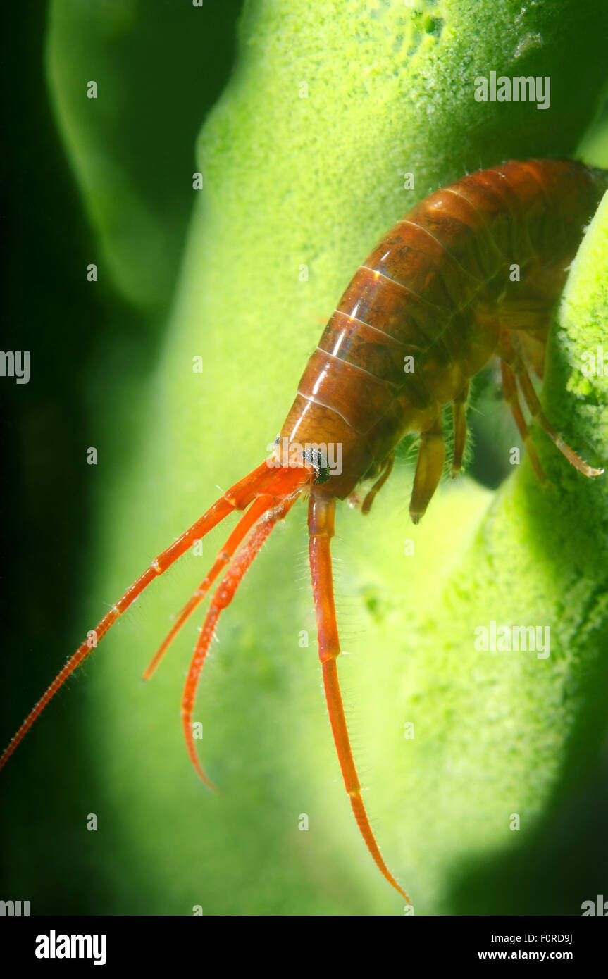 Gammarid hi-res stock photography and images - Alamy