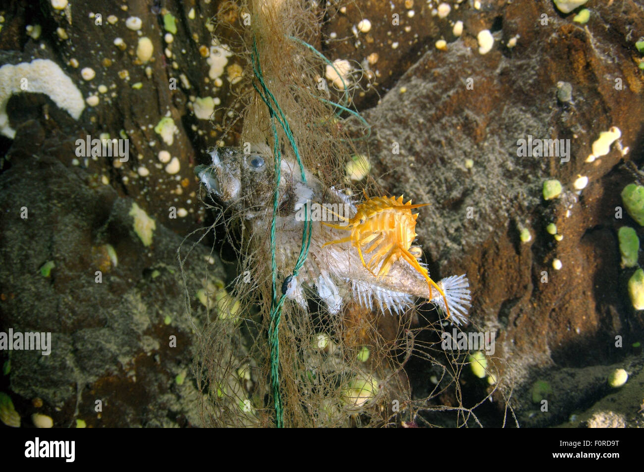 Lake Baikal, Siberia, Russia. 15th Oct, 2014. Amphipod (Acanthogammarus ...