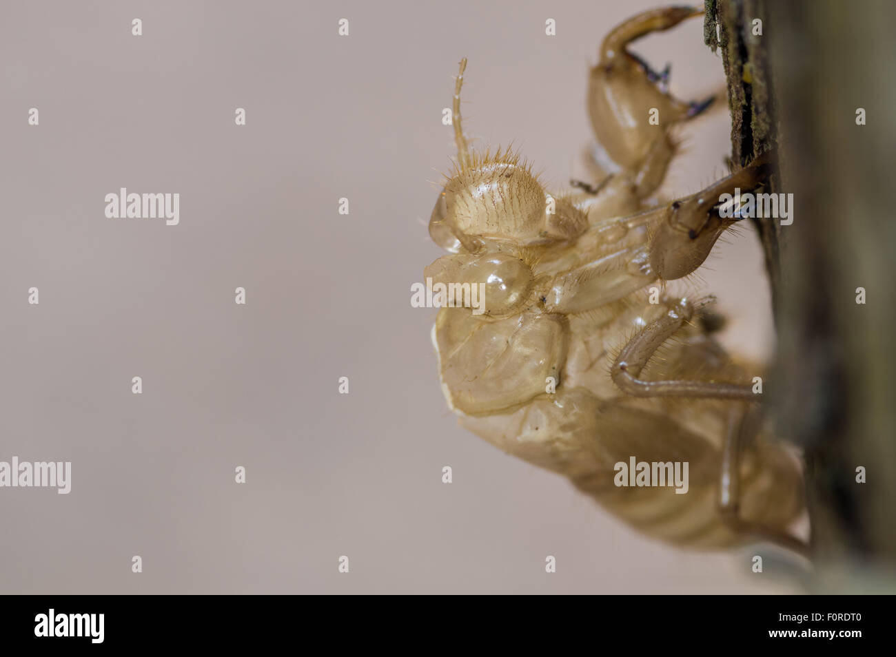 Empty chrysalis cicada after metamorphosis in summer Stock Photo - Alamy