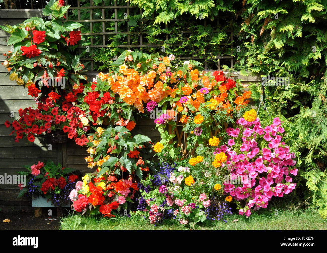 Begonia border hi-res stock photography and images - Alamy