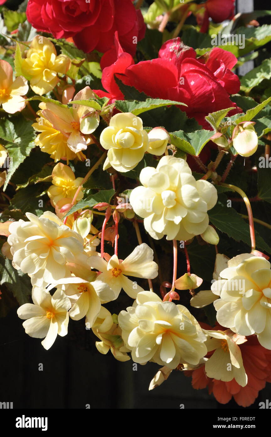 Trailing begonia hi-res stock photography and images - Alamy
