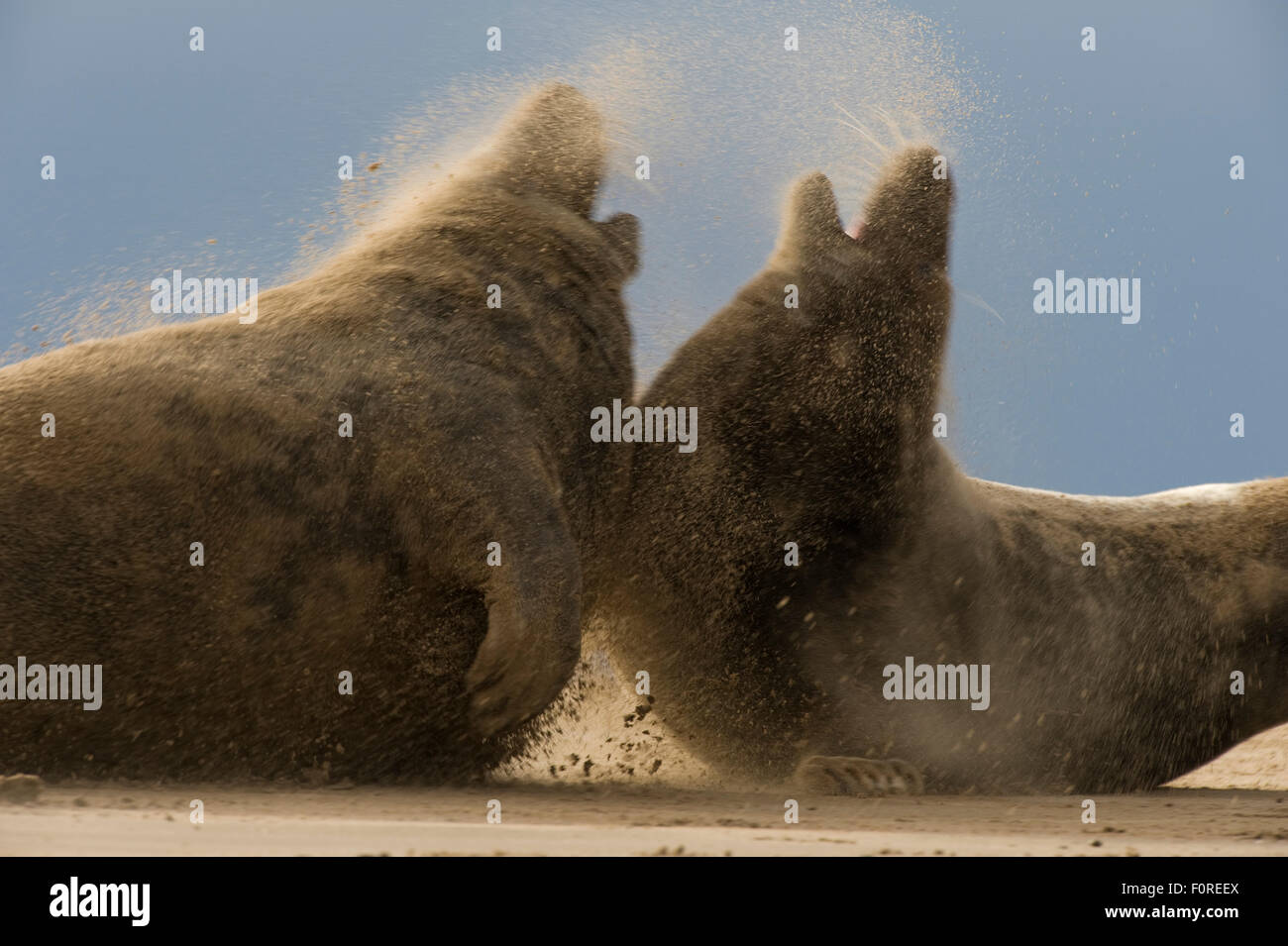 Aggressive kingdom hi-res stock photography and images - Alamy