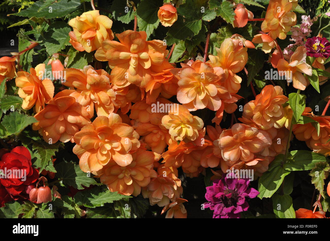 Trailing begonia hi-res stock photography and images - Alamy