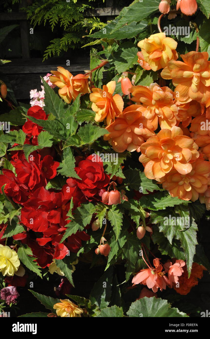 Orange trailing begonia hi-res stock photography and images - Alamy