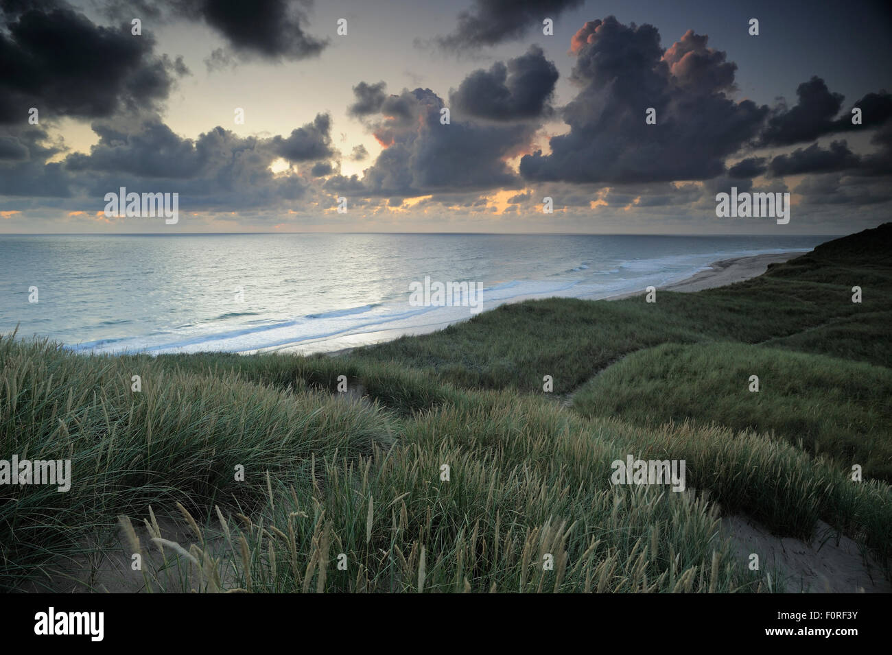 Lodbjerg Dune Plantation. Thy National Park, Denmark, July 2009 Stock ...