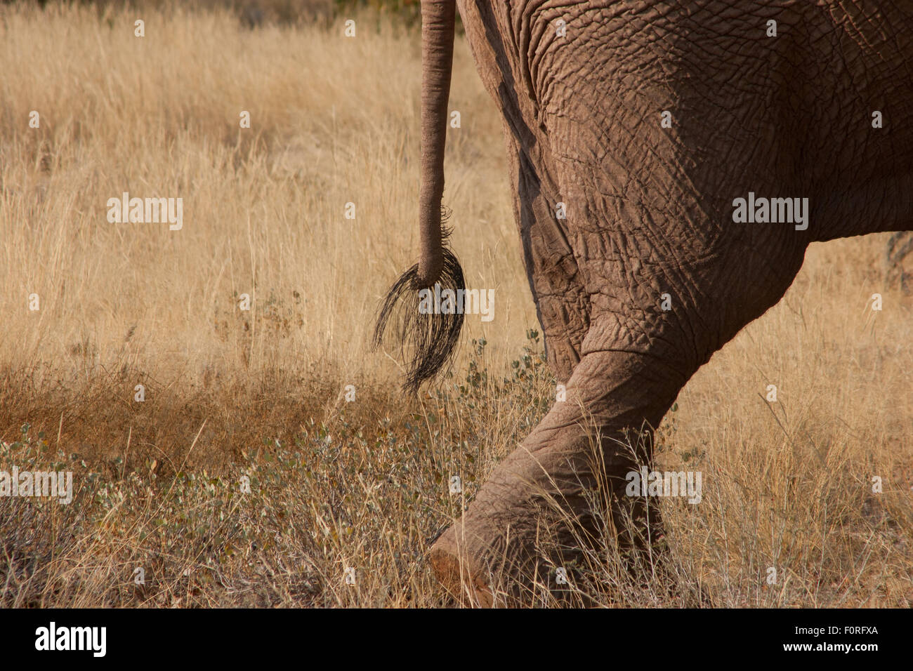 Image of the rear end of an Elephant as it strides through the bush ...