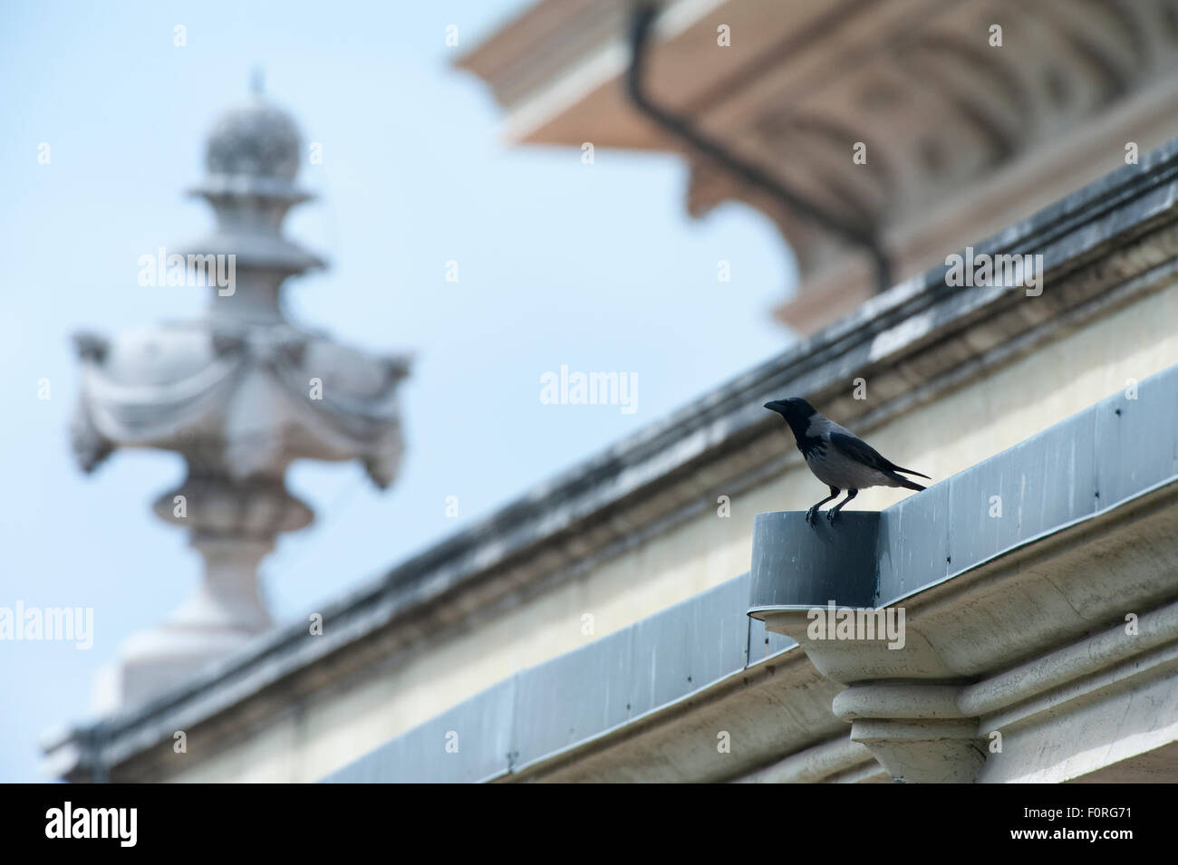 Hooded crow (Corvus cornix) perched on church building in the Vatican ...