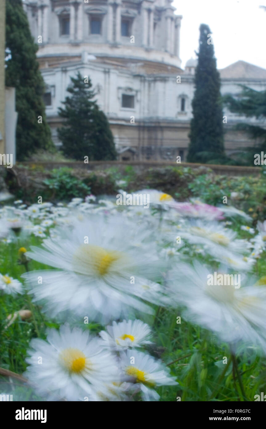 Common daisies (Bellis perennis) flowering in the Vatican garden with ...