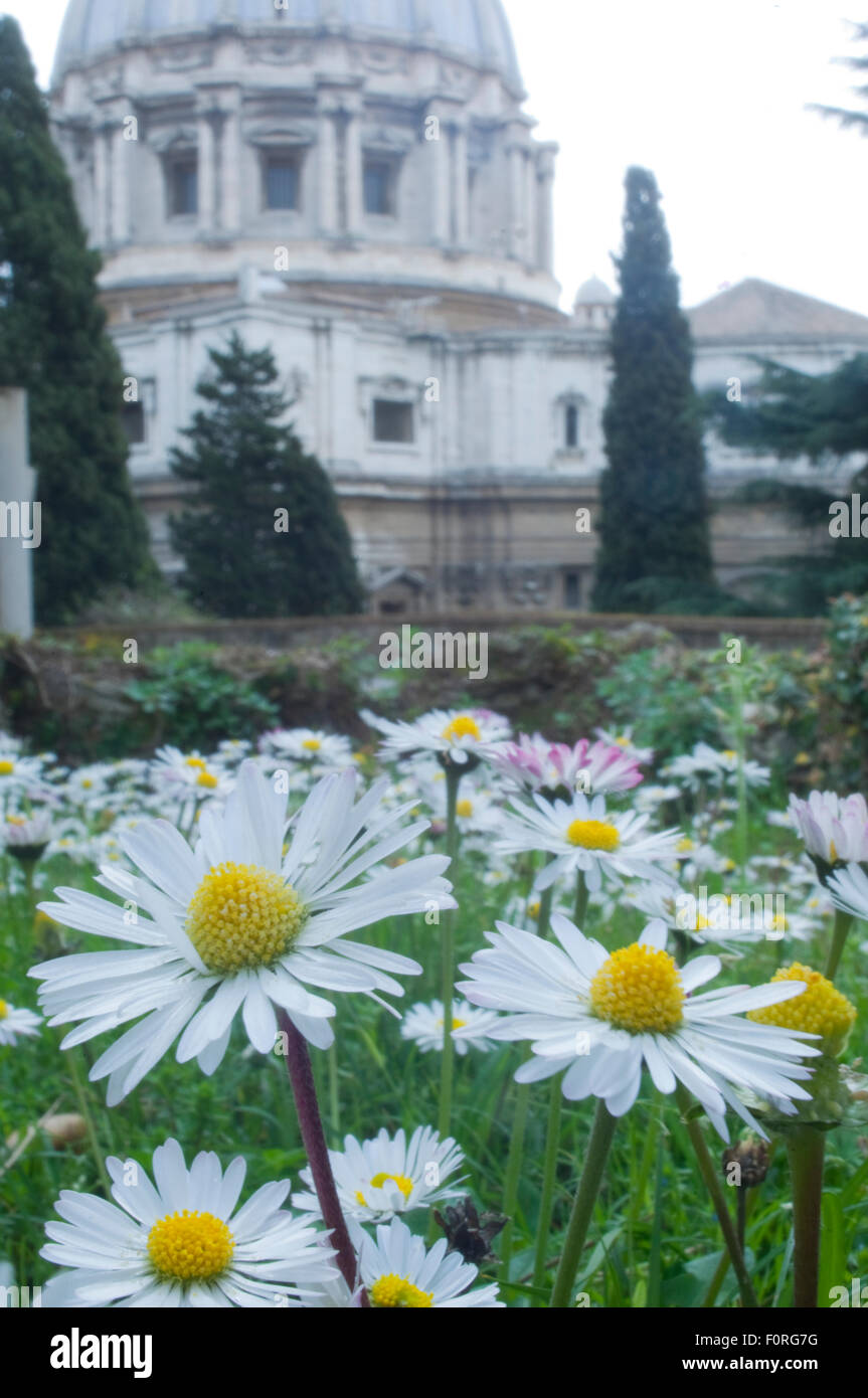 Common daisies (Bellis perennis) flowering in the Vatican garden with ...