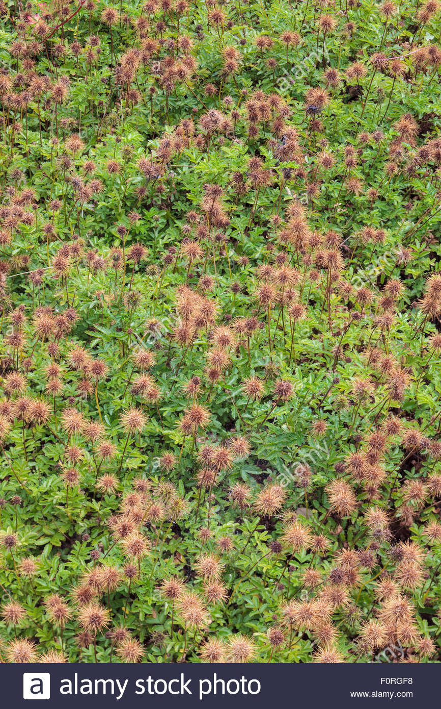 Acaena High Resolution Stock Photography and Images - Alamy