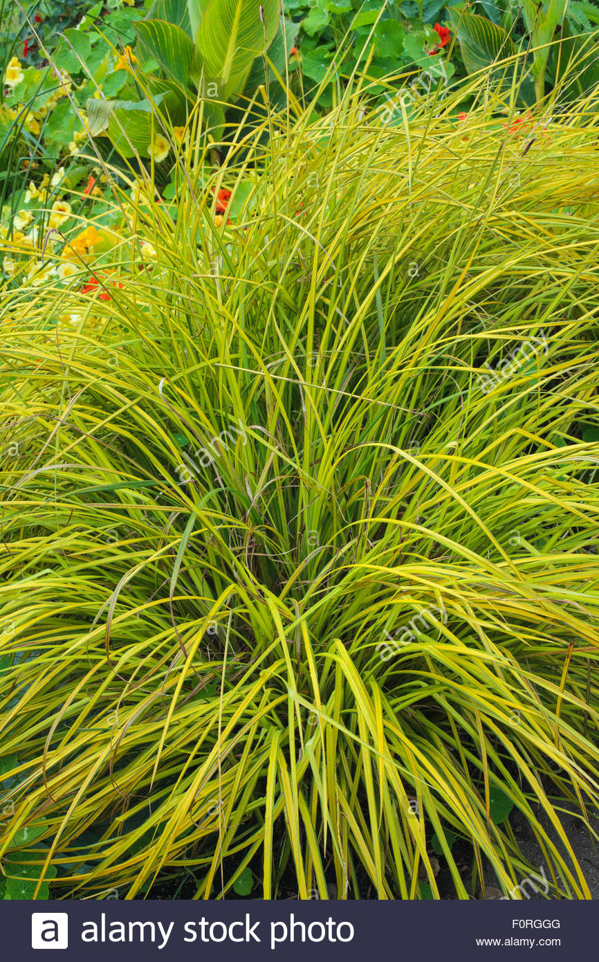 Carex Elata Bowles Golden Sedge High Resolution Stock Photography and ...