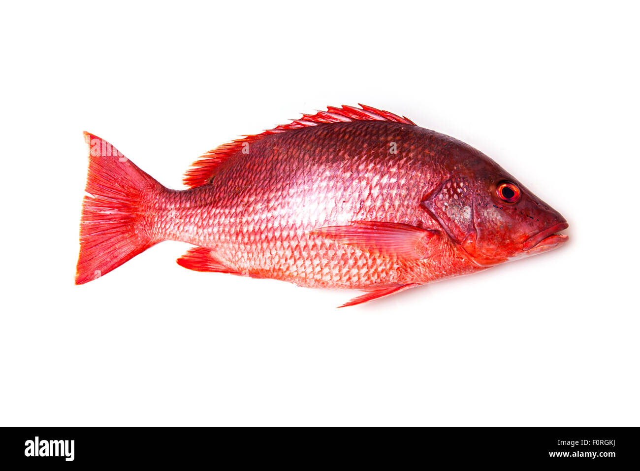 Northern Red Snapper Lutjanus campechanus fish isolated on a white ...