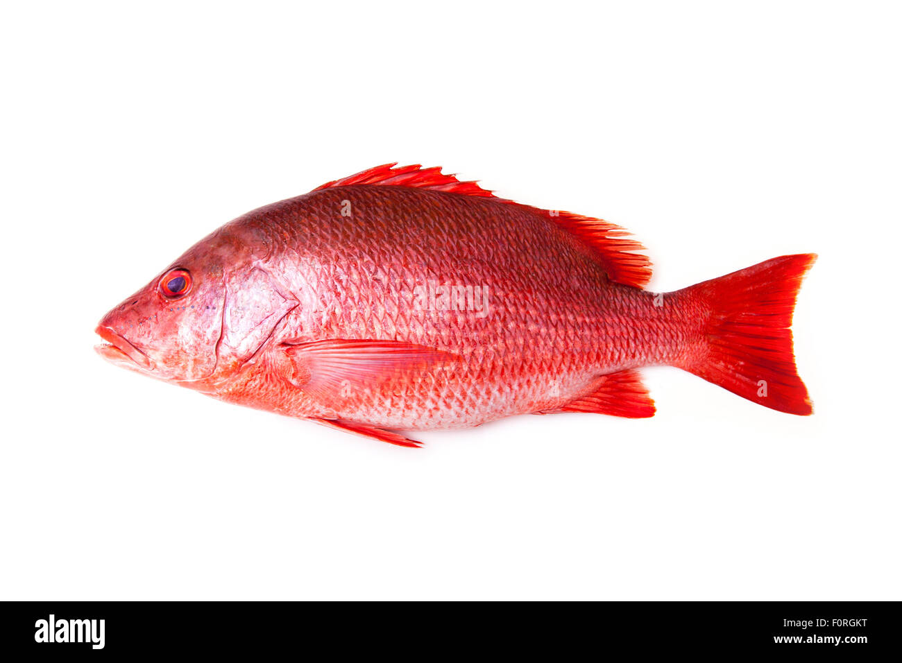 Northern Red Snapper Lutjanus campechanus fish isolated on a white ...