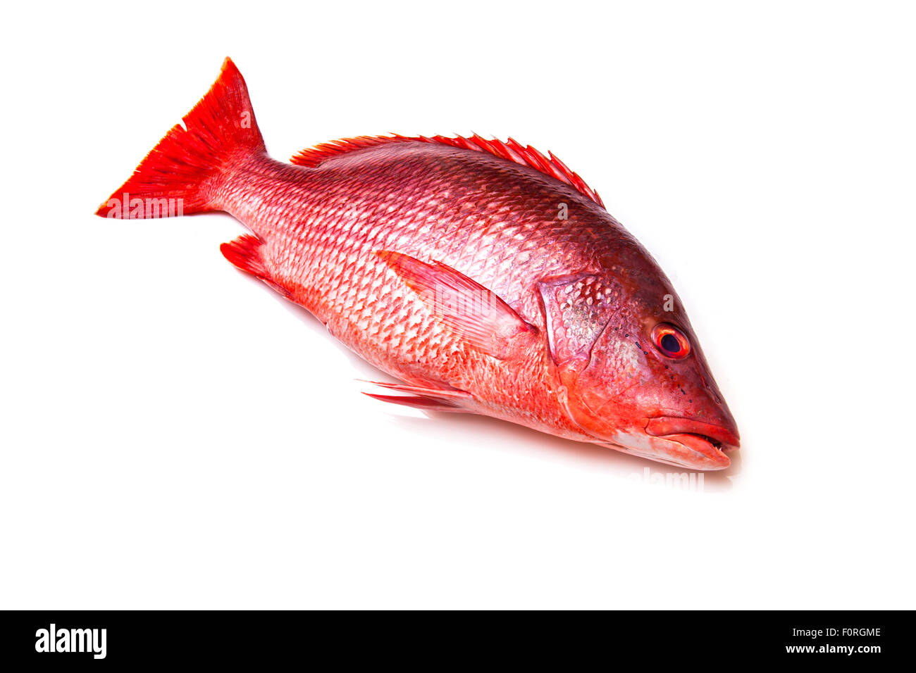Northern Red Snapper Lutjanus campechanus fish isolated on a white ...