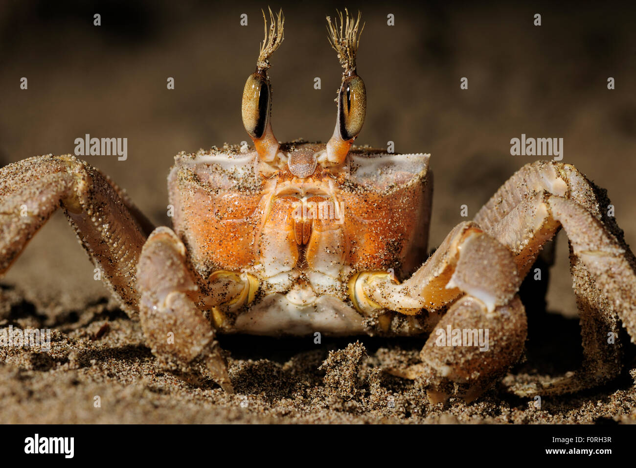 Ocypode cursor hi-res stock photography and images - Alamy