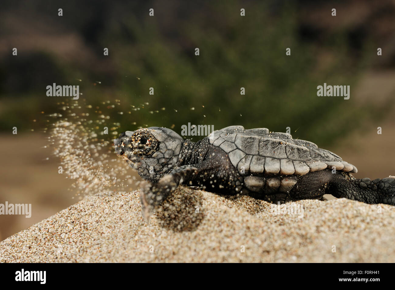 Hatchling of the Loggerhead sea turtle (Caretta caretta) emerging from ...