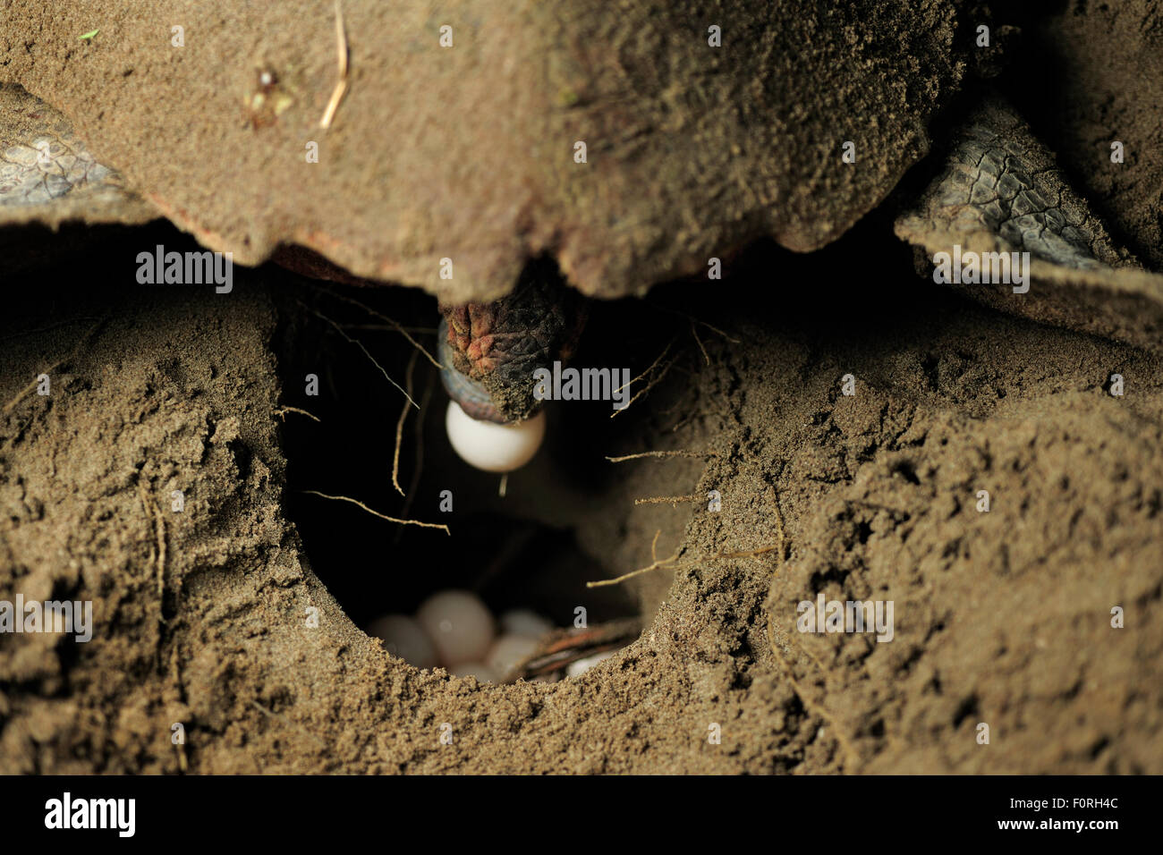 Loggerhead turtle (Caretta caretta) female laying eggs in nest in sand ...