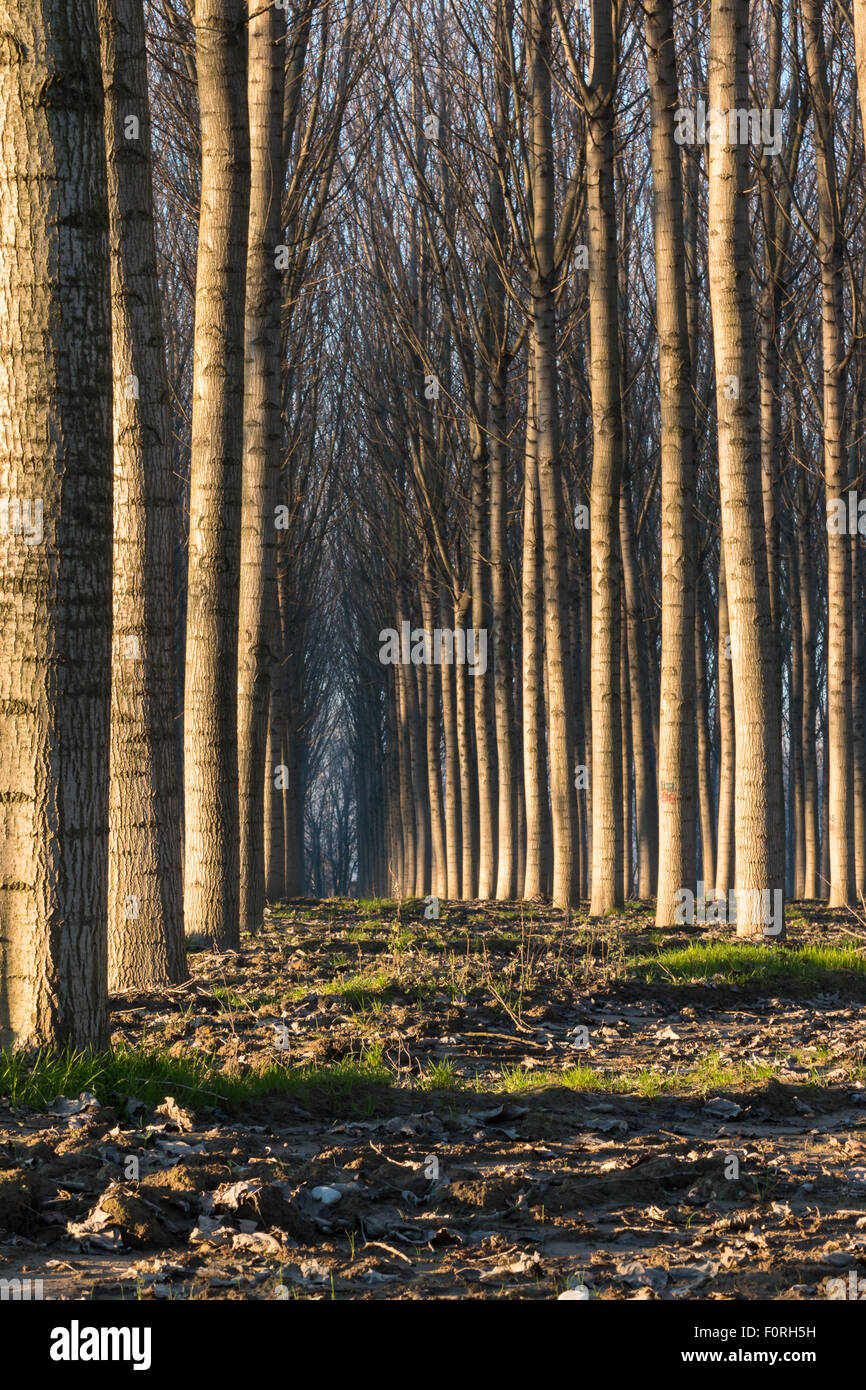 trees in line inside forest, tranquil scenery Stock Photo - Alamy