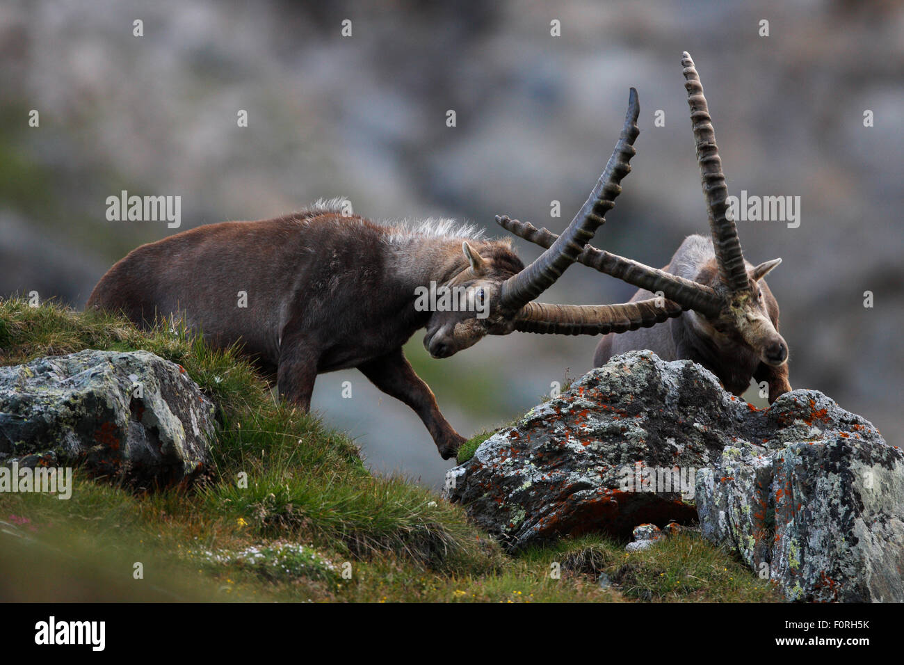 Alpine Ibex (Capra ibex ibex) fighting, Hohe Tauern National Park ...