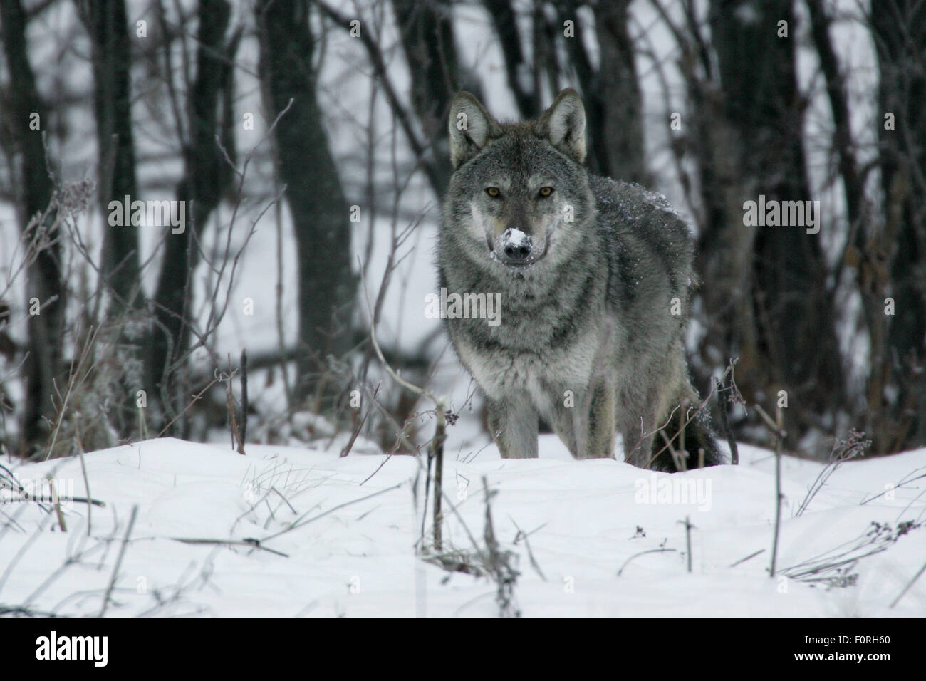 Carpathian mountains wolf hi-res stock photography and images - Alamy