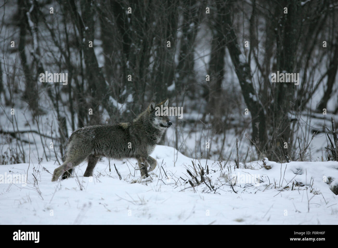 Wild Carpathian Grey Wolf (Canis lupus lupus) in snow-bound woodland ...