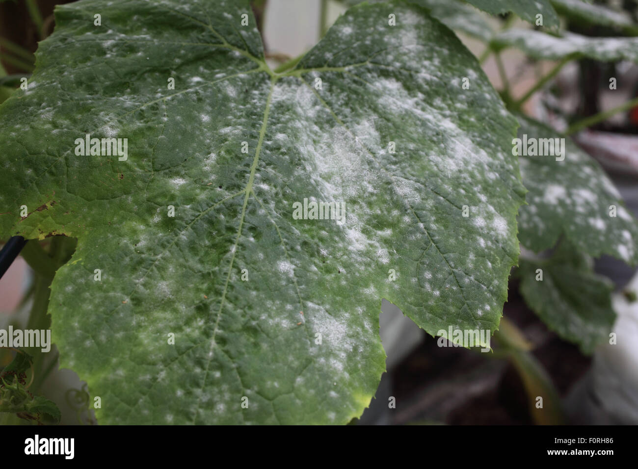 Erysiphe or Spaerotheca Cucurbit powdery mildew on butternut squash ...
