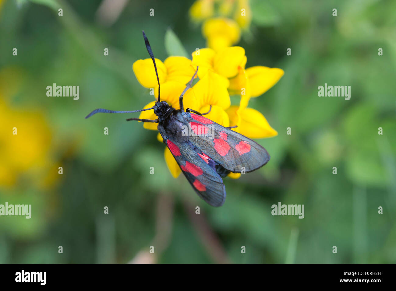 Five-spot Burnet Moth, (Zygaena trifolii), on Bird's-foot Trefoil ...