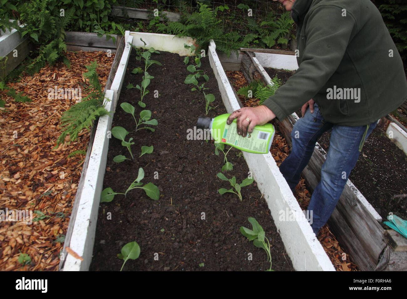 Growing brassicas step 5 sprinkle slug pellets sparingly to control ...
