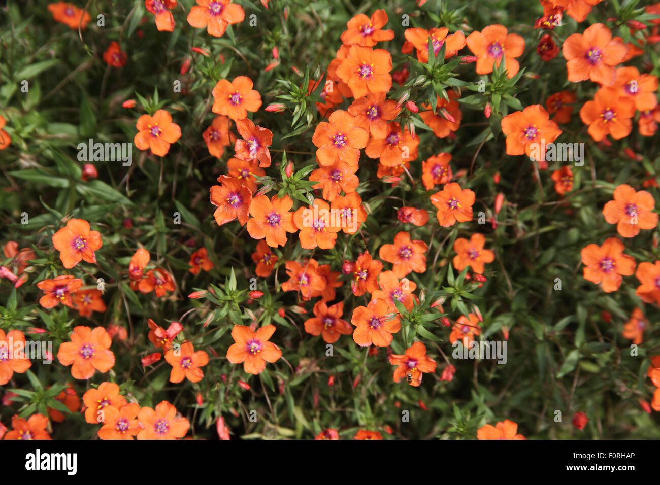 Potentilla fruticosa 'Sunset' close up of plants in flower Stock Photo ...
