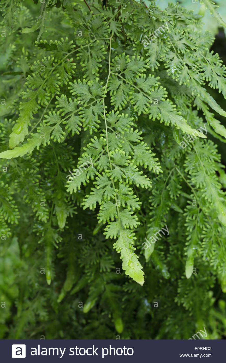 Lygodium Stock Photos & Lygodium Stock Images - Alamy