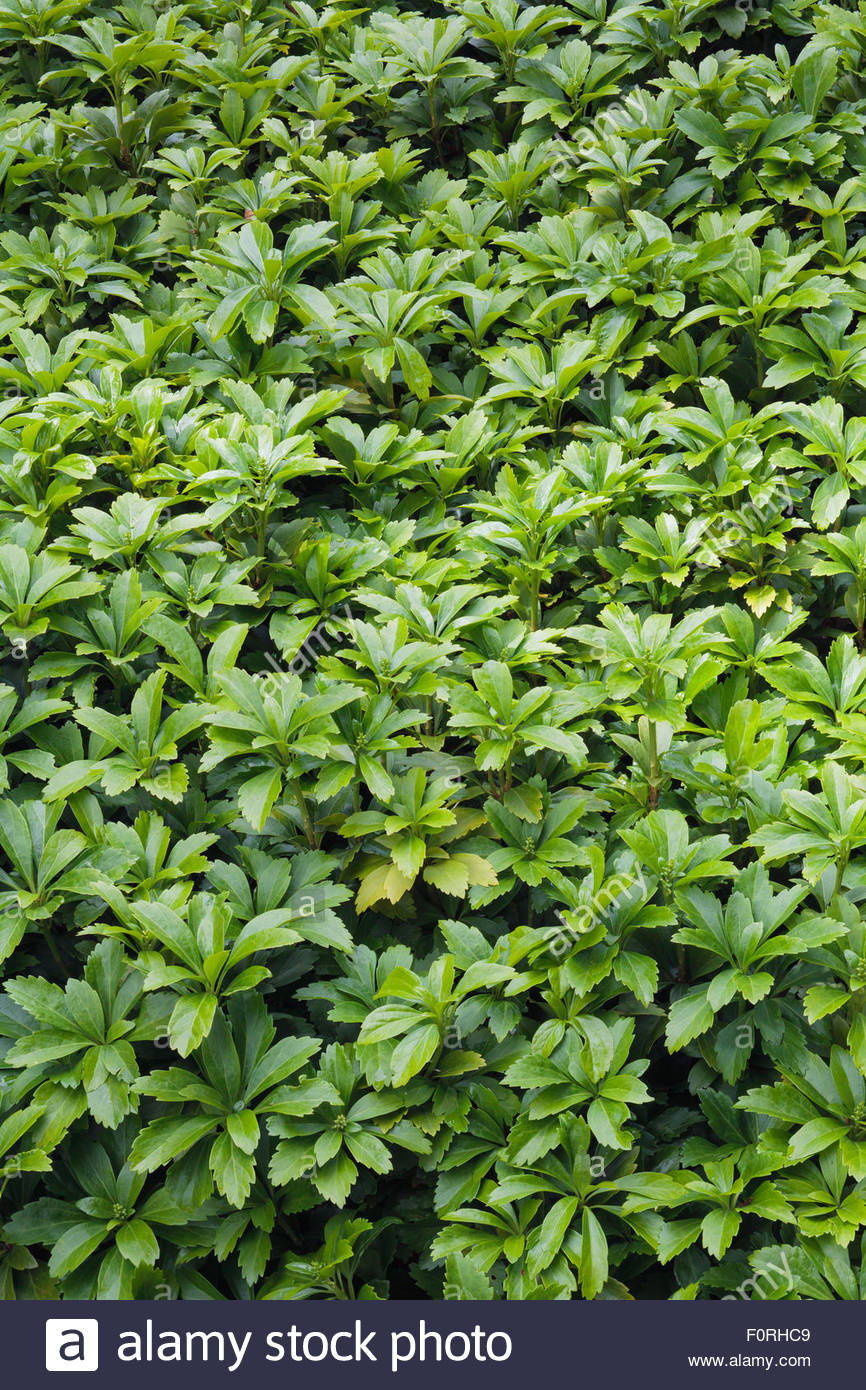 Pachysandra terminalis Stock Photo, Royalty Free Image: 86570409 - Alamy