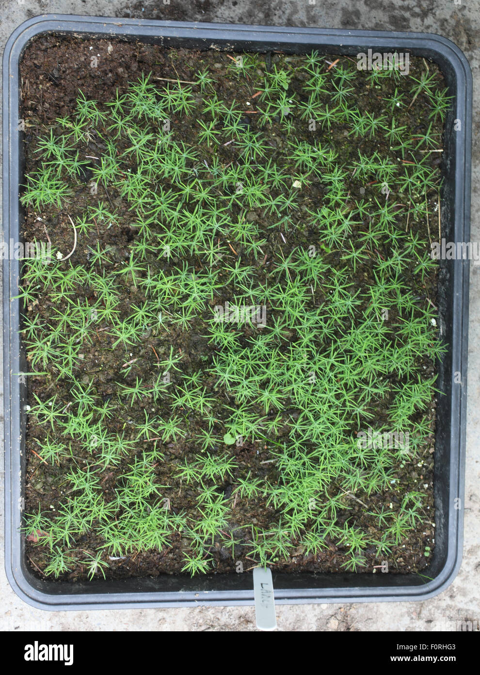 Growing larch trees from seed - seedlings in tray Stock Photo - Alamy