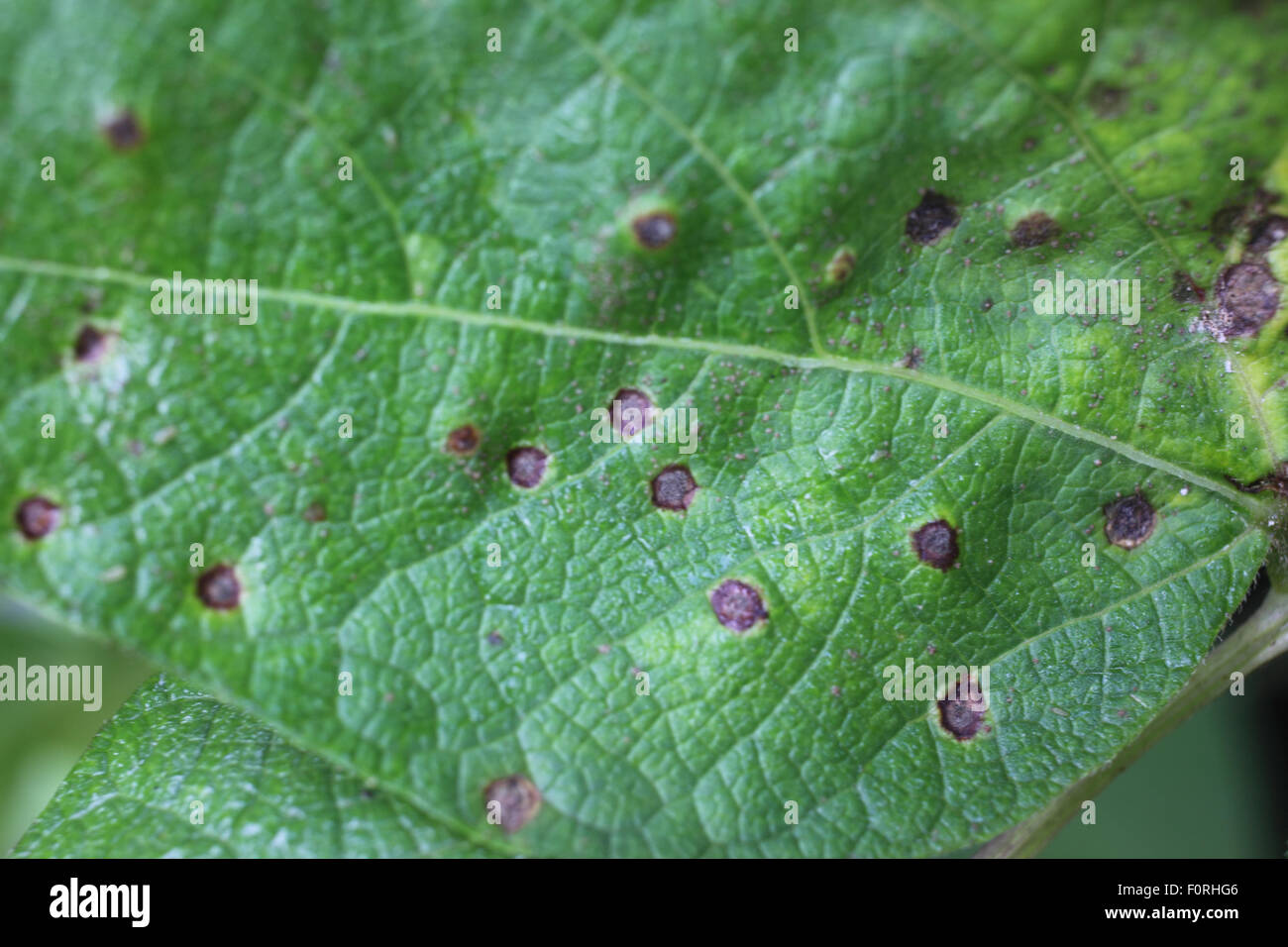 Pseudomonas phaseolicola Bean Halo Blight close up of leaf upper ...