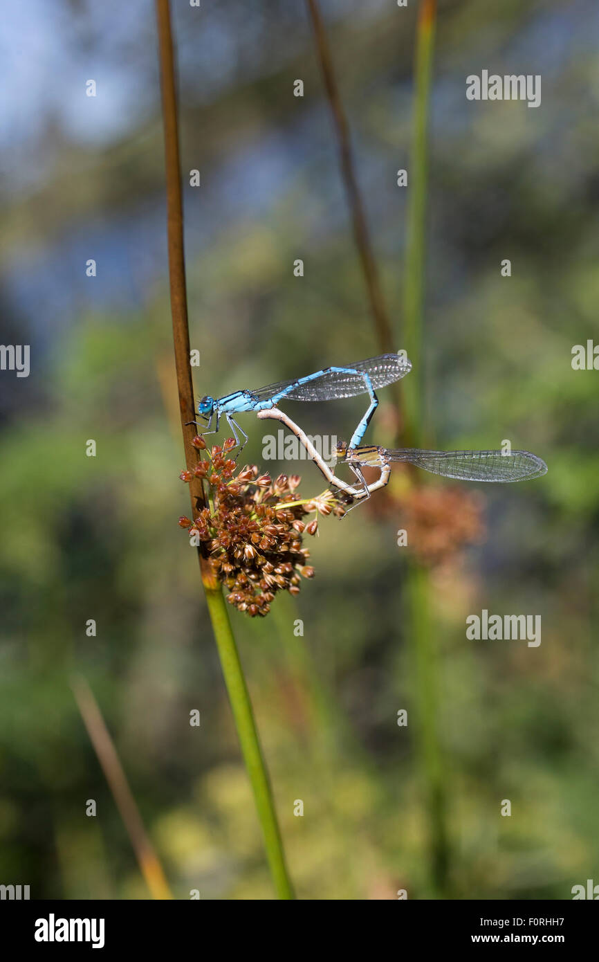 Common Blue Damselfly (Enallagma cyathigerum) pair mating in "wheel ...