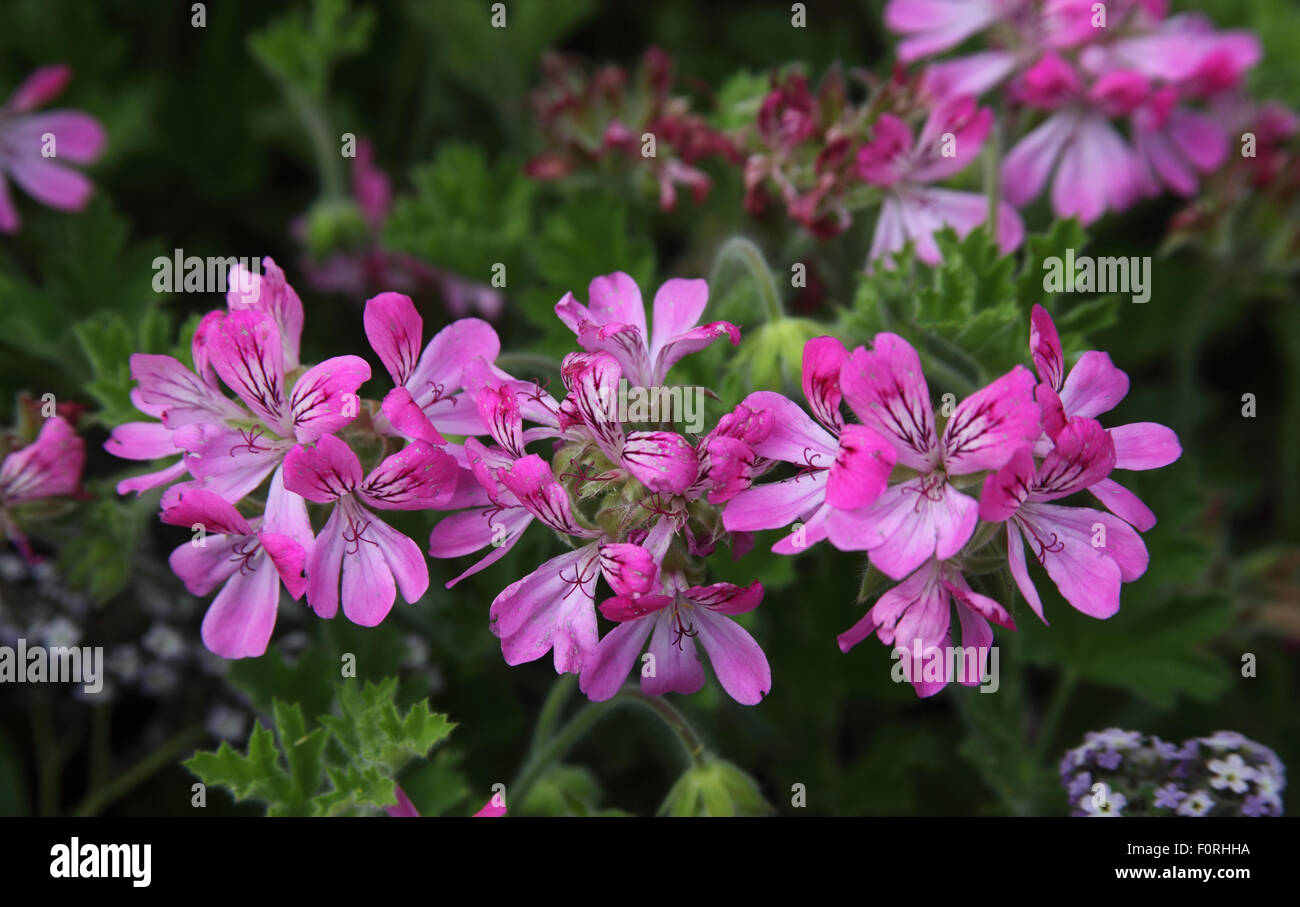 Pelargonium pink capricorn hi-res stock photography and images - Alamy