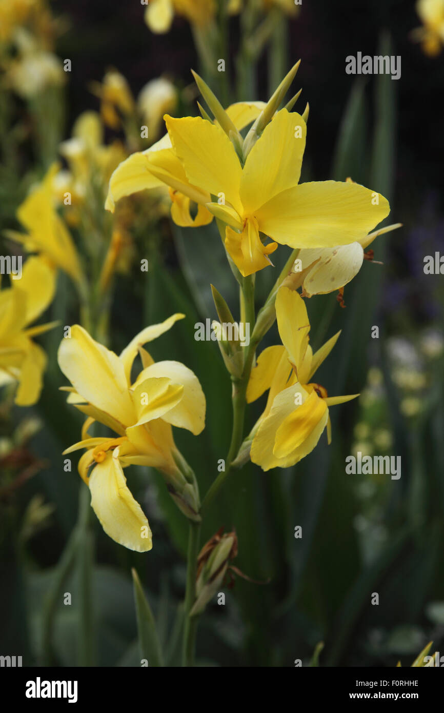 Canna 'Ra' close up of flower Stock Photo - Alamy