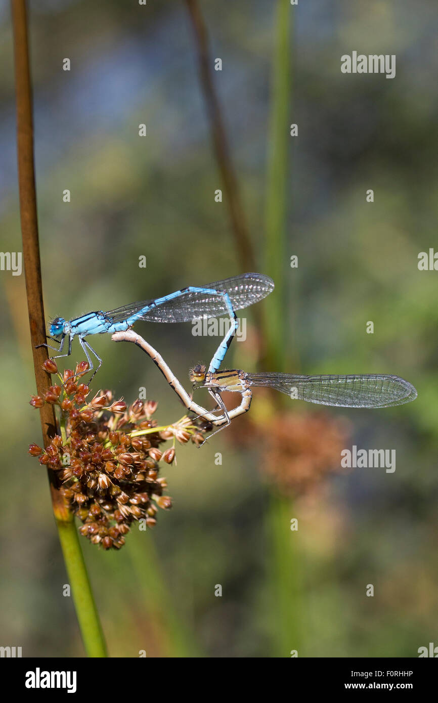Common Blue Damselfly (Enallagma cyathigerum) pair mating in "wheel ...