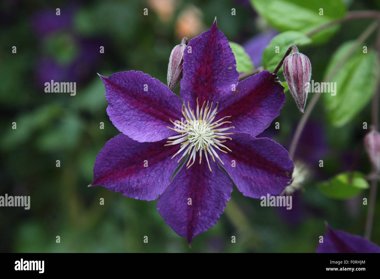 Clematis 'Star of India' close up of flower Stock Photo - Alamy