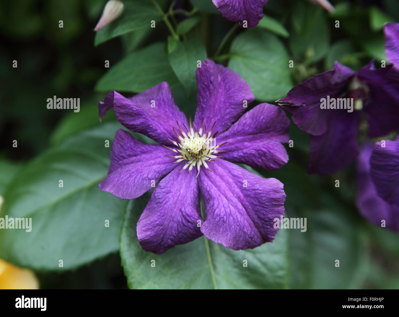 Polish spirit clematis hi-res stock photography and images - Alamy