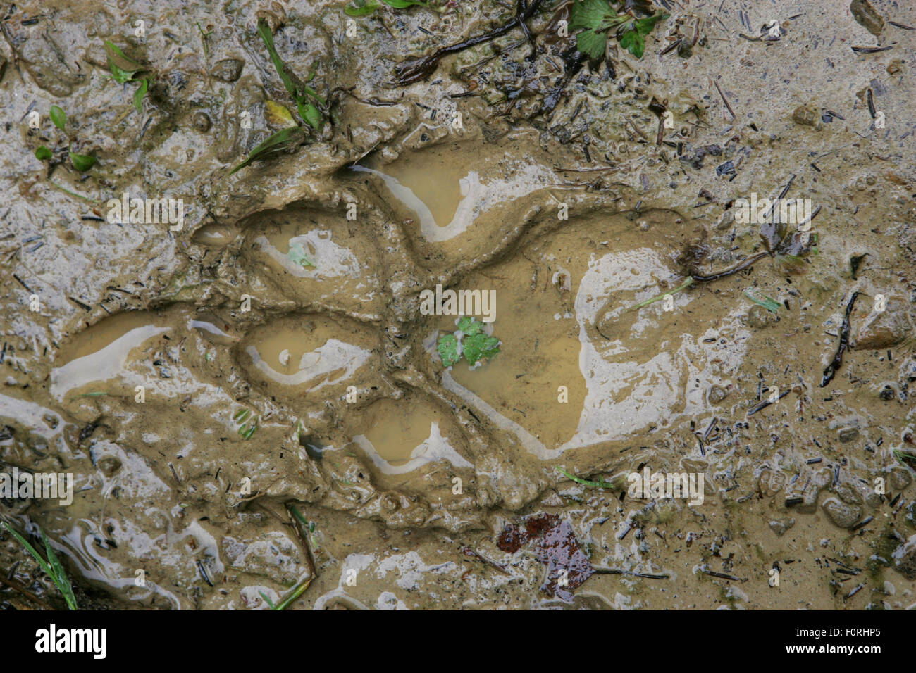 Wolf Tracks In Mud