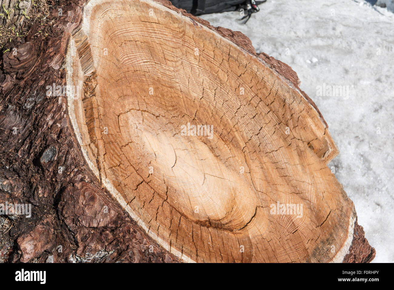 Round annual rings on hi-res stock photography and images - Alamy