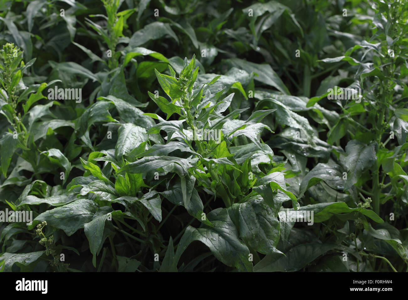 Spinachia oleracea hi-res stock photography and images - Alamy