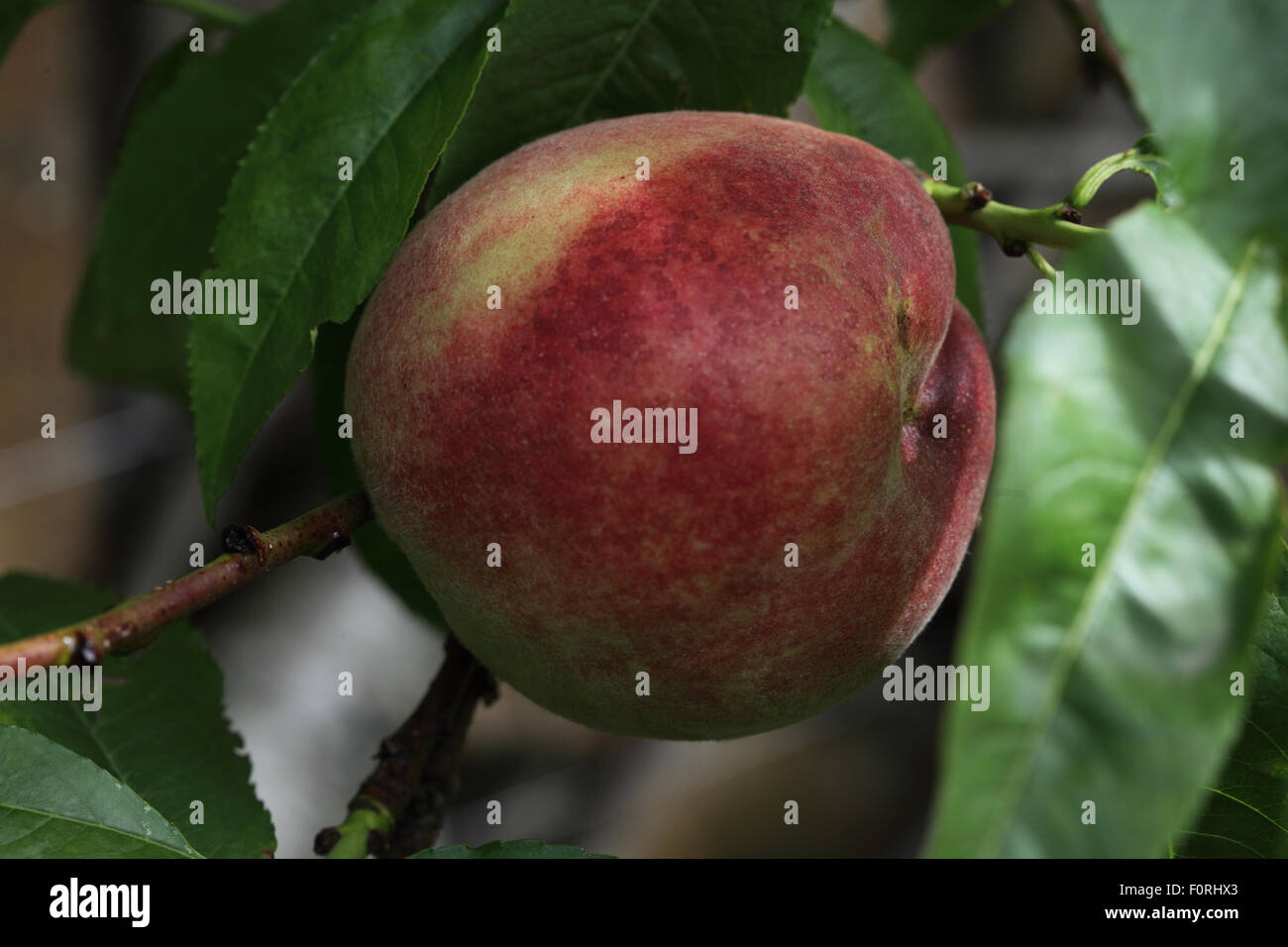 Prunus persica hi-res stock photography and images - Alamy