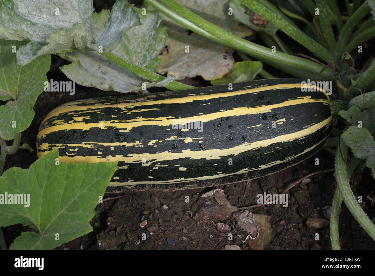 Cucurbita pepo 'Badger Cross' Marrow close up of fruit Stock Photo - Alamy