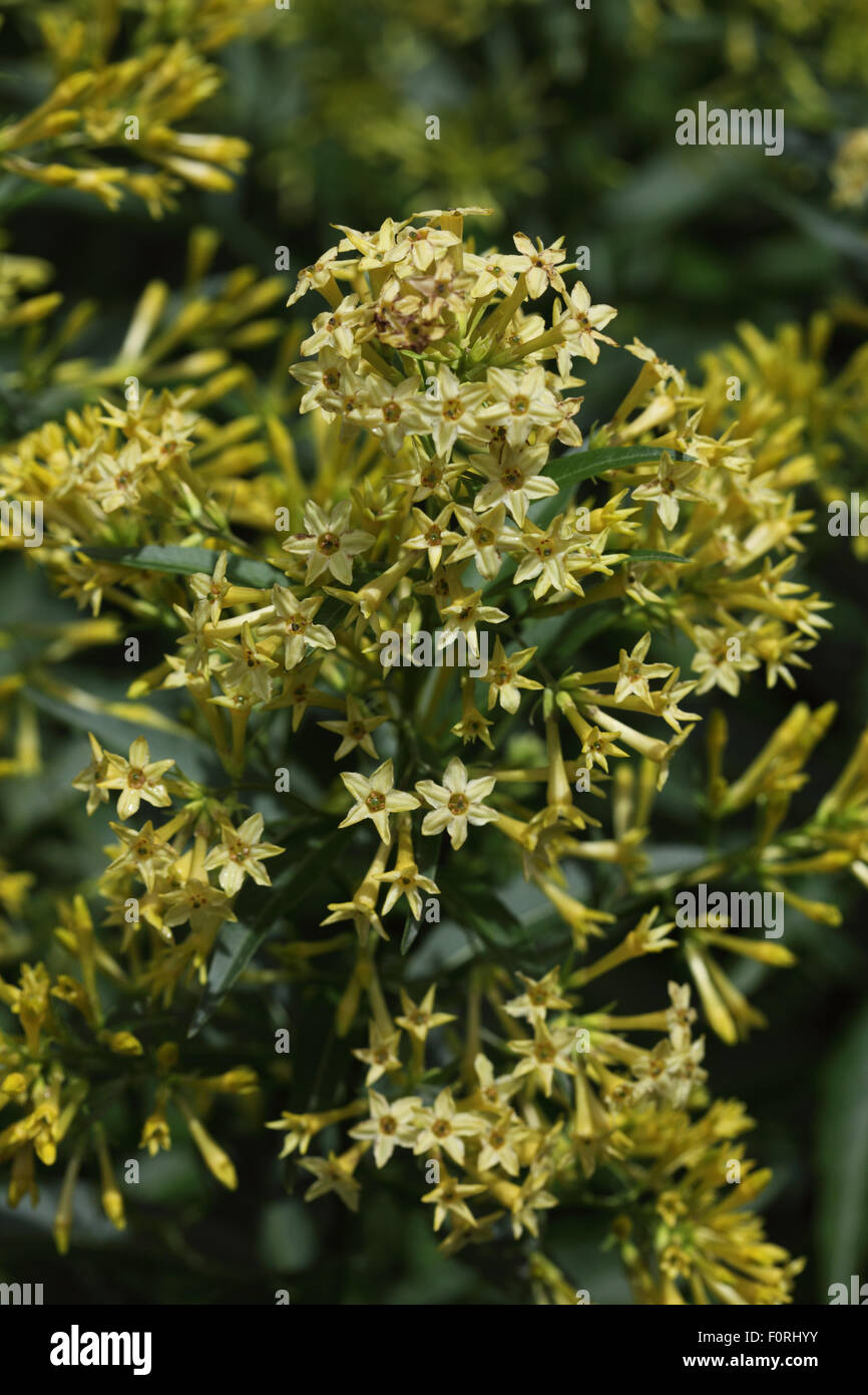 Cestrum hi-res stock photography and images - Alamy