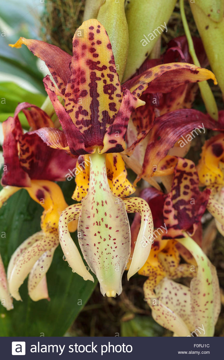 Stanhopea Orchid Stock Photos & Stanhopea Orchid Stock Images - Alamy