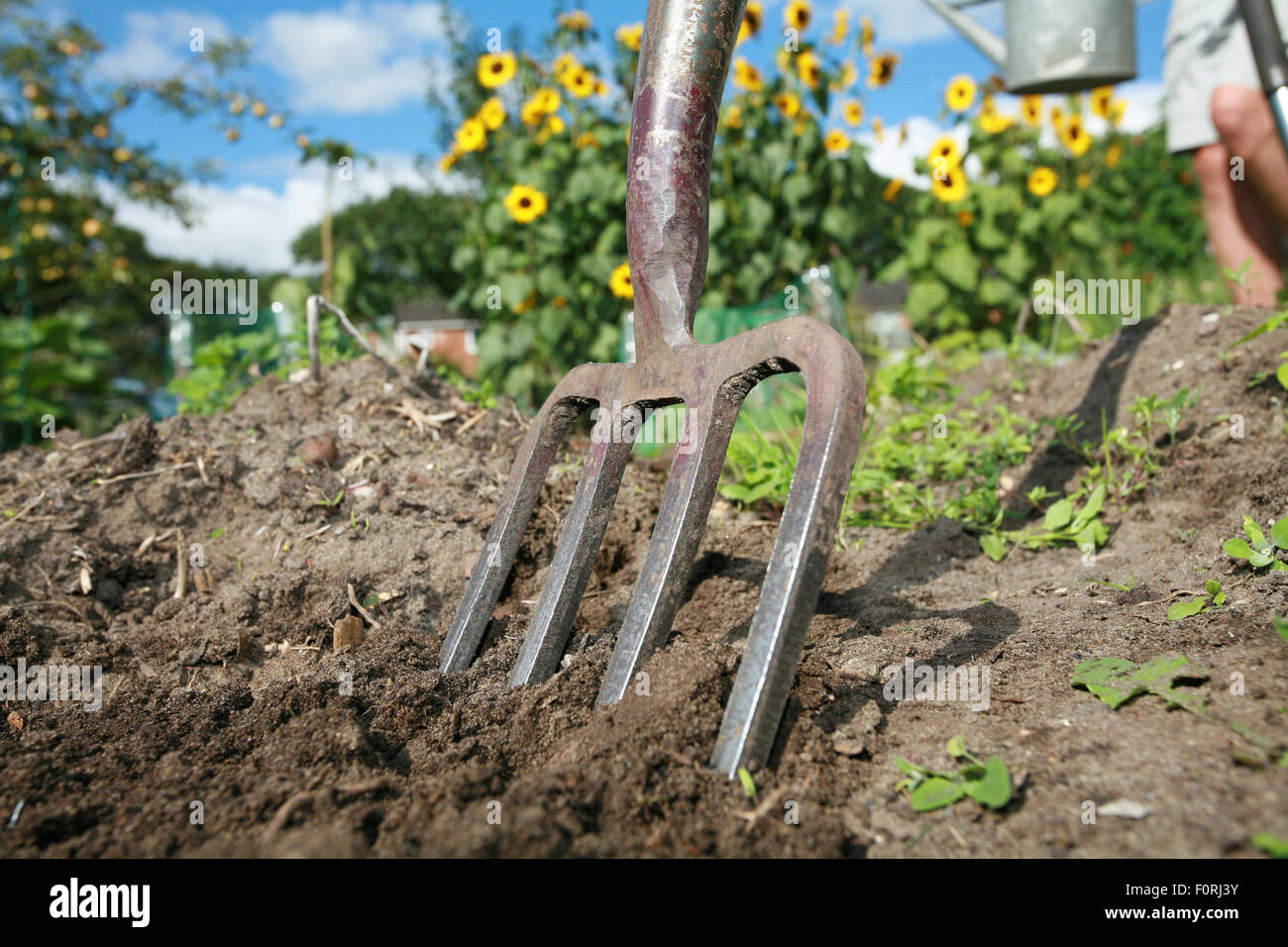 shot of digging at allotment on a bright summers day Stock Photo - Alamy