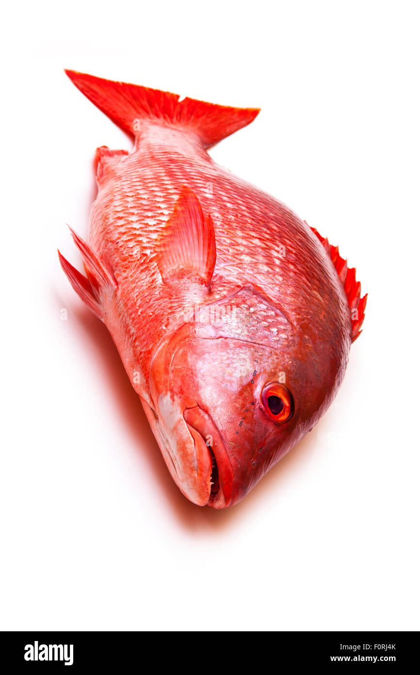 Northern Red Snapper Lutjanus campechanus fish isolated on a white ...